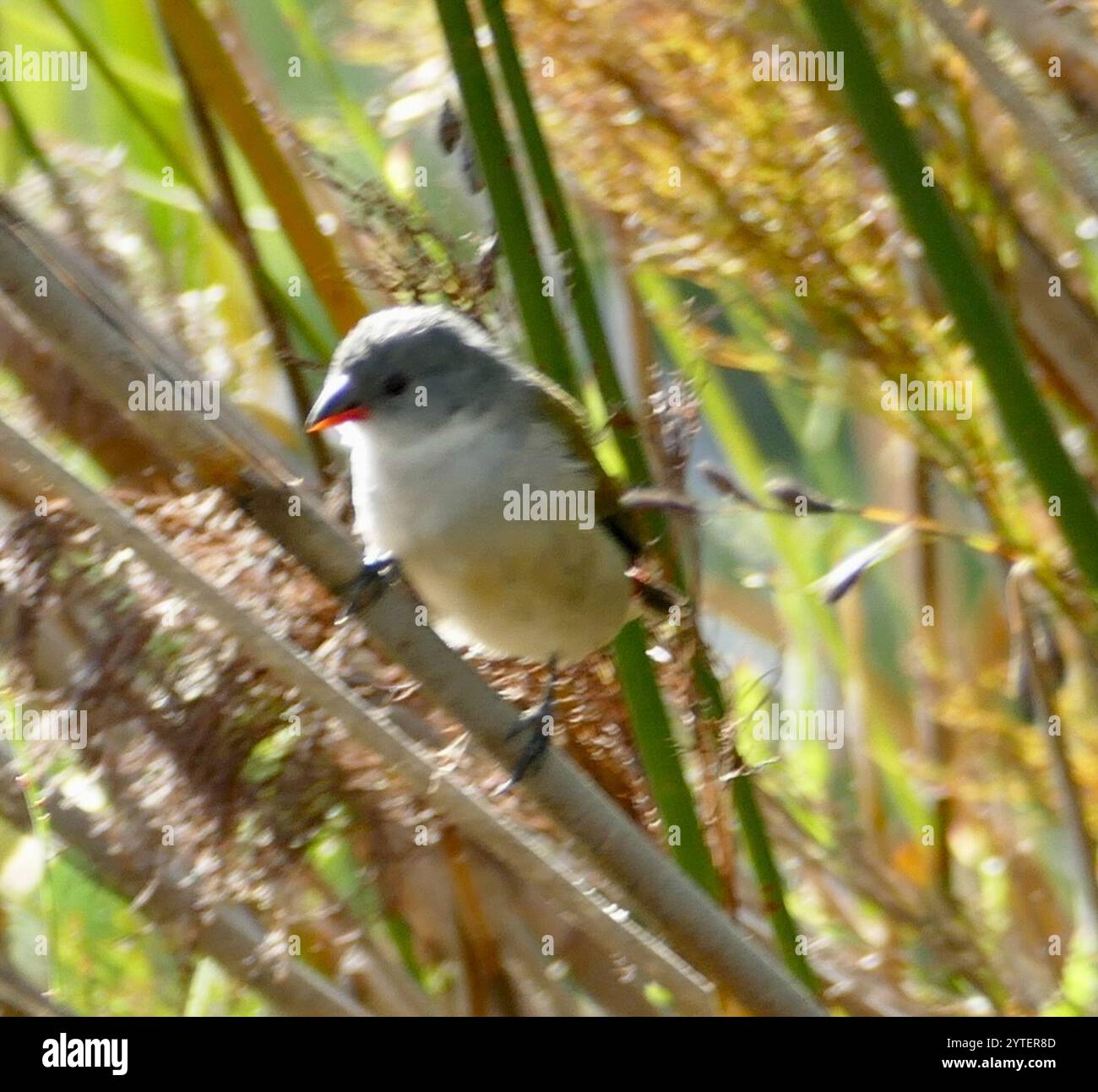Swee Waxbill (Coccopygia melanotis Stock Photo - Alamy