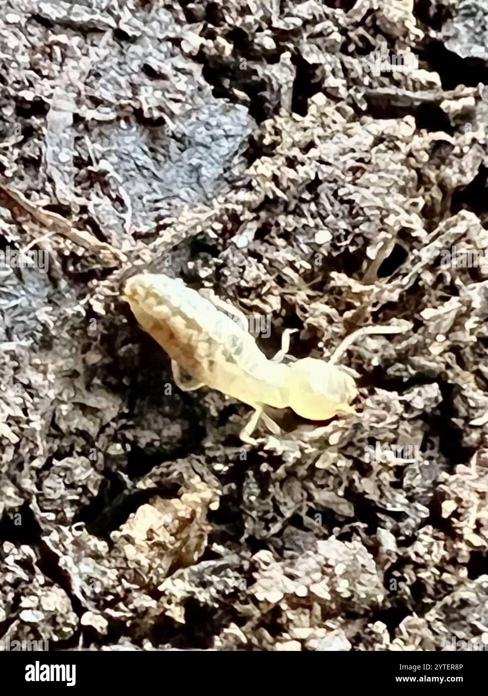 Eastern Subterranean Termite (Reticulitermes flavipes Stock Photo - Alamy