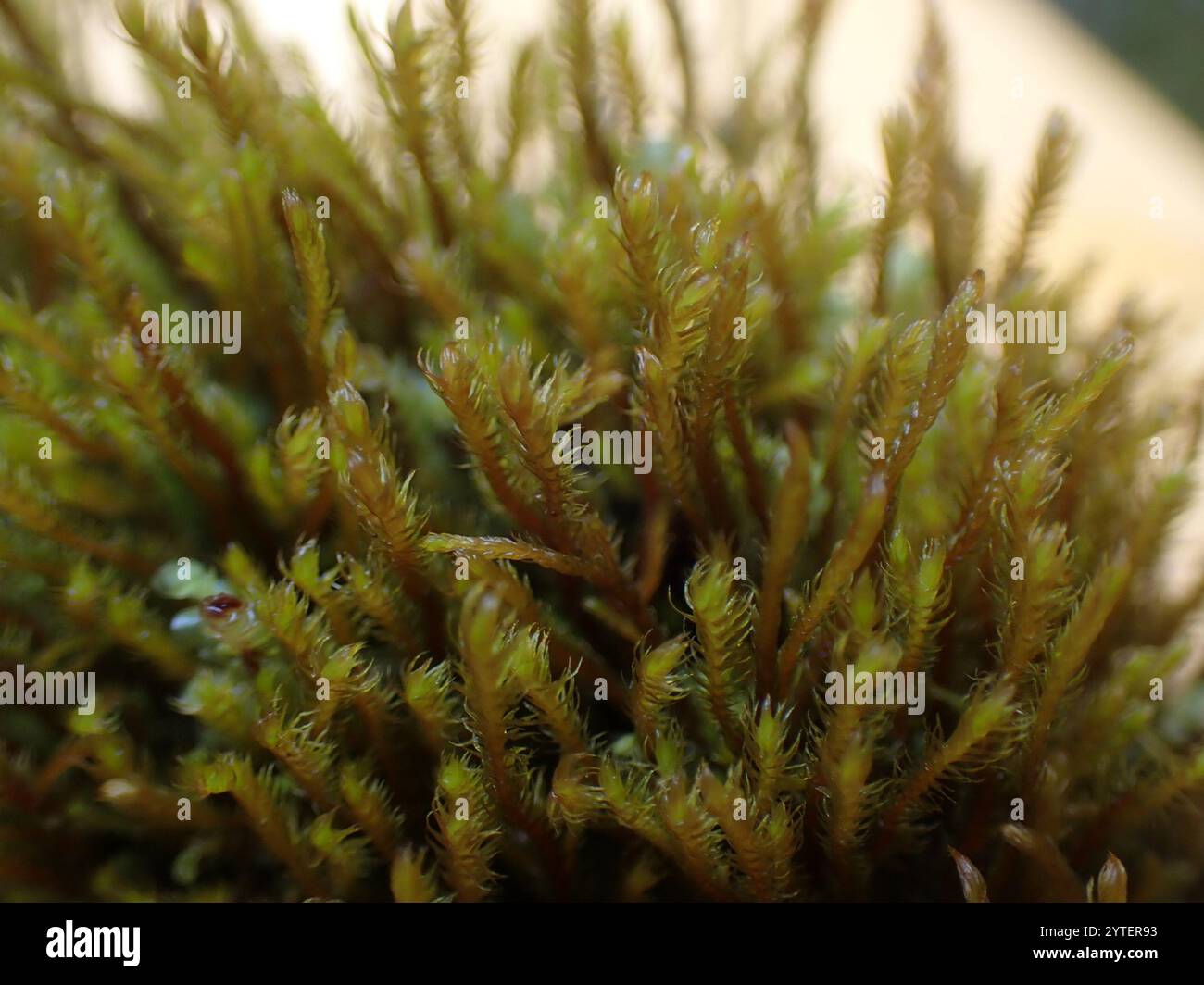 Bent Scissor-leaved Liverwort (Herbertus aduncus Stock Photo - Alamy