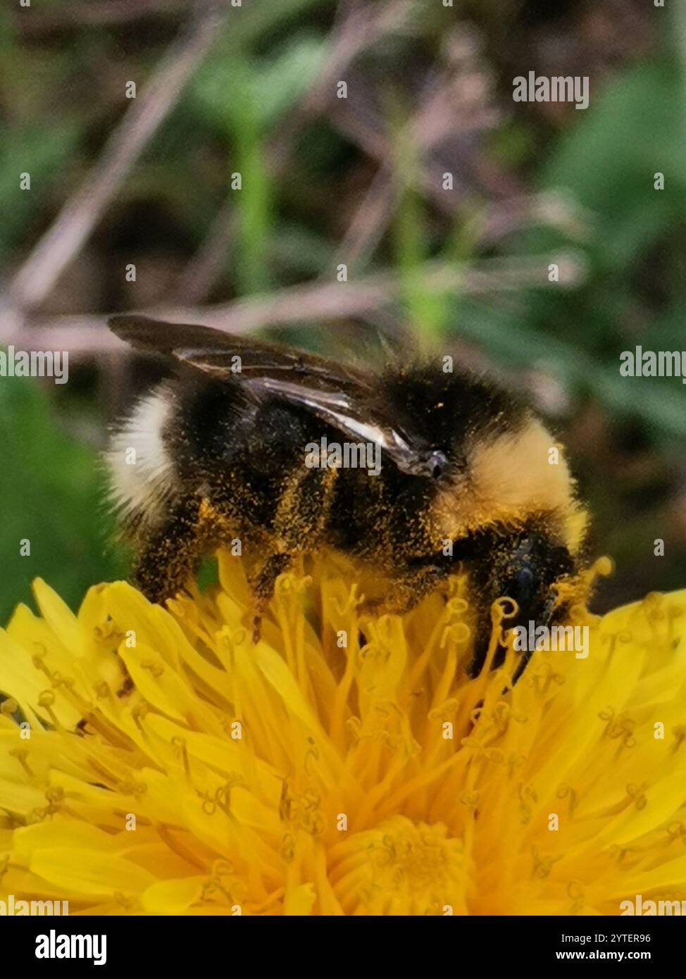Bombus bohemicus hi-res stock photography and images - Alamy