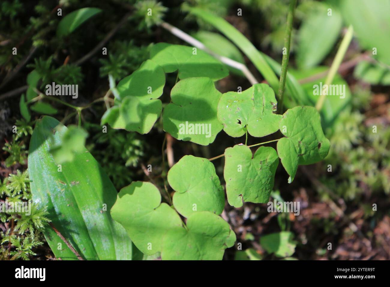 White Inside-out Flower (Vancouveria hexandra Stock Photo - Alamy