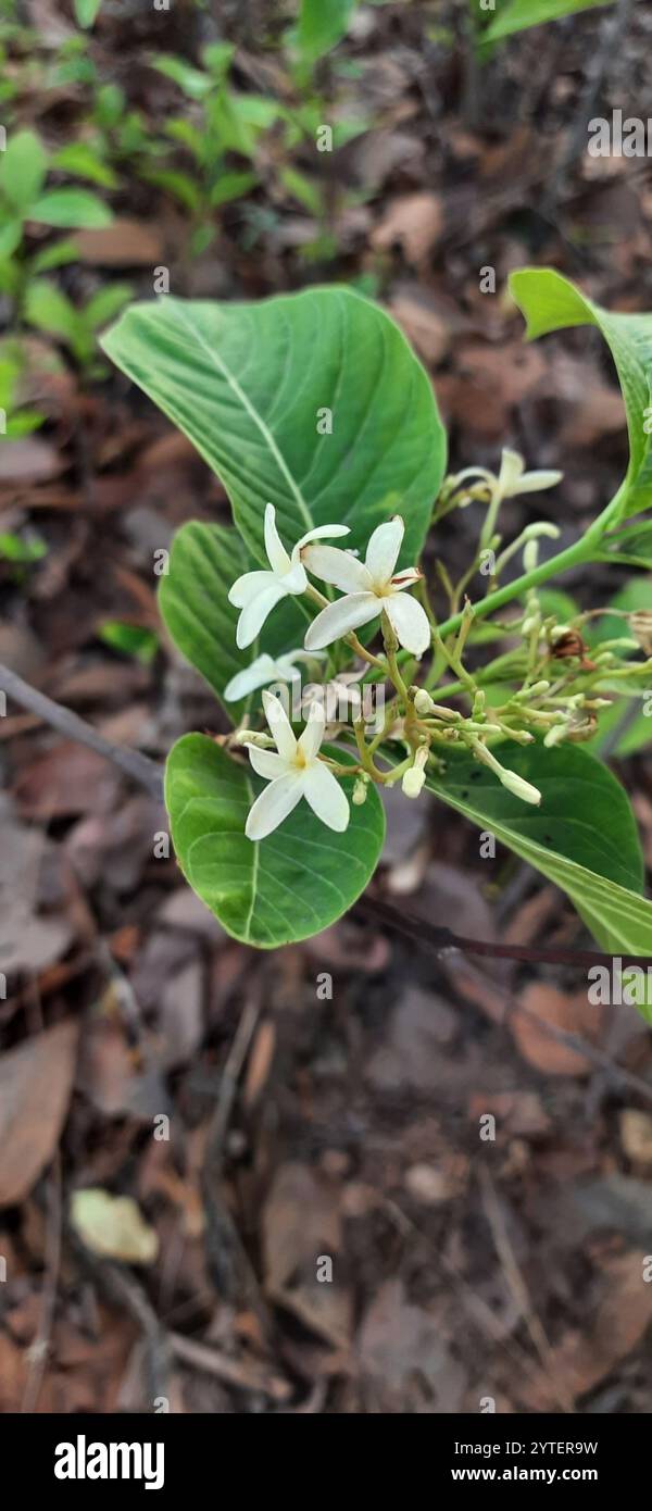indrajao (Holarrhena pubescens Stock Photo - Alamy