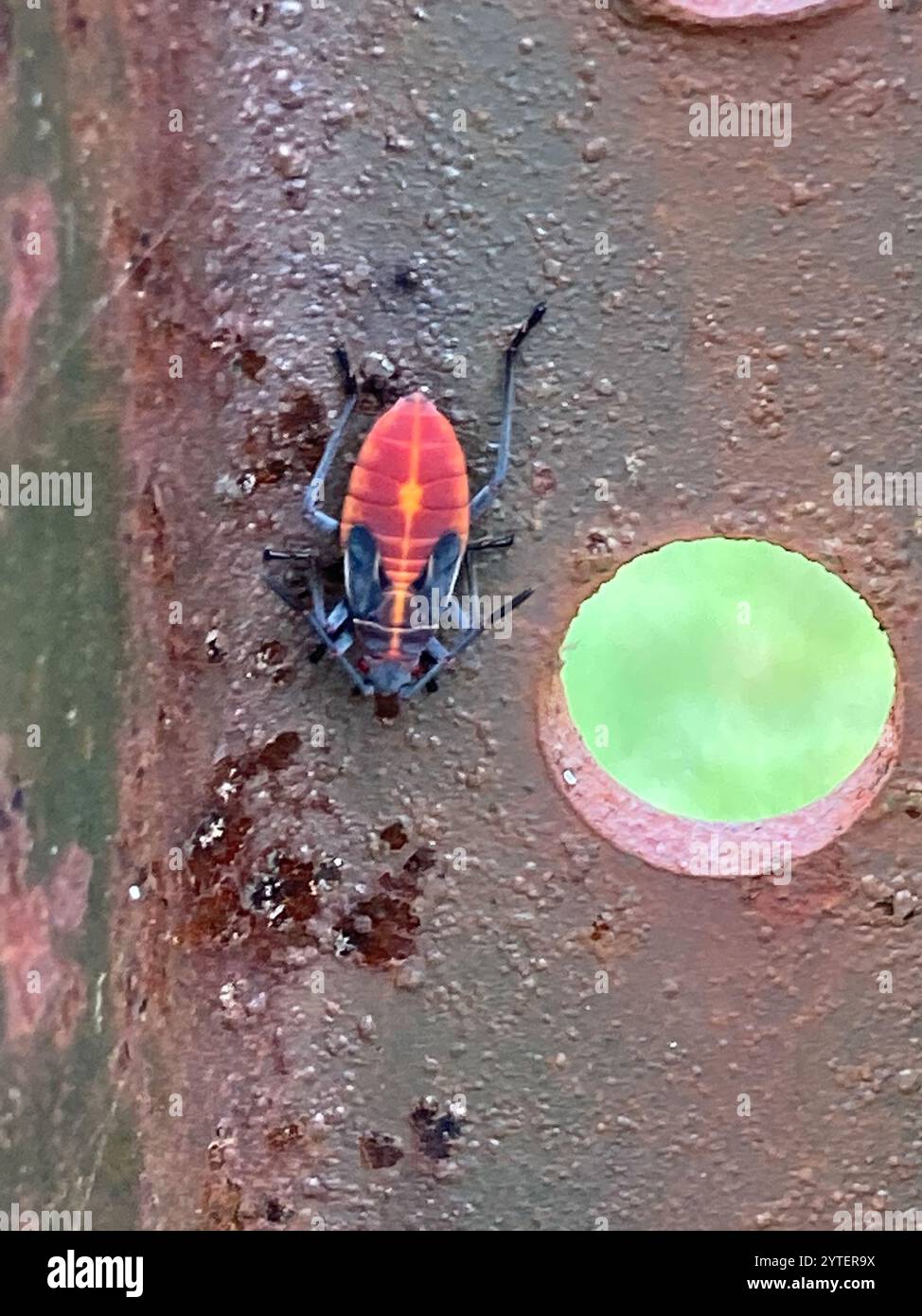 Eastern Boxelder Bug (Boisea trivittata Stock Photo - Alamy