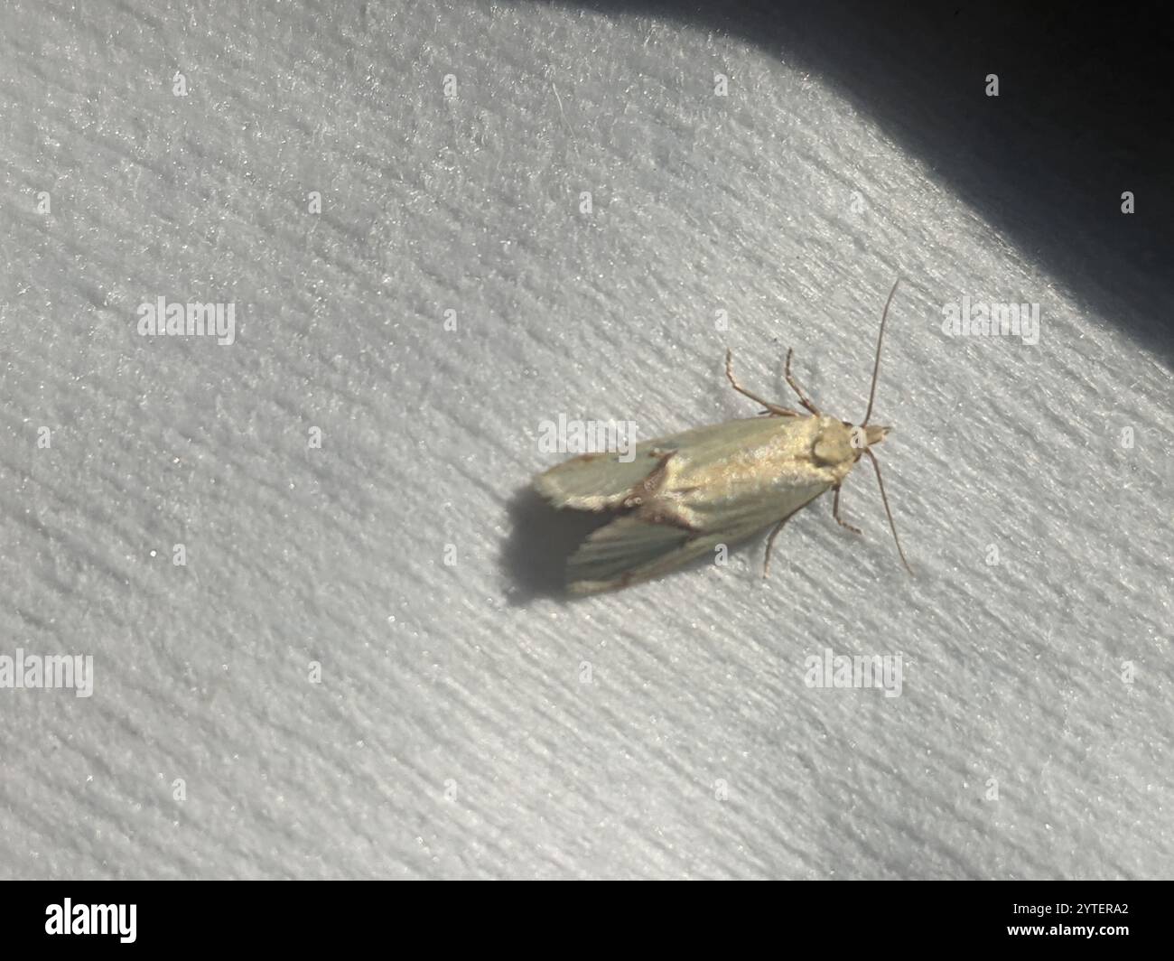 Common Yellow Conch (Agapeta hamana Stock Photo - Alamy
