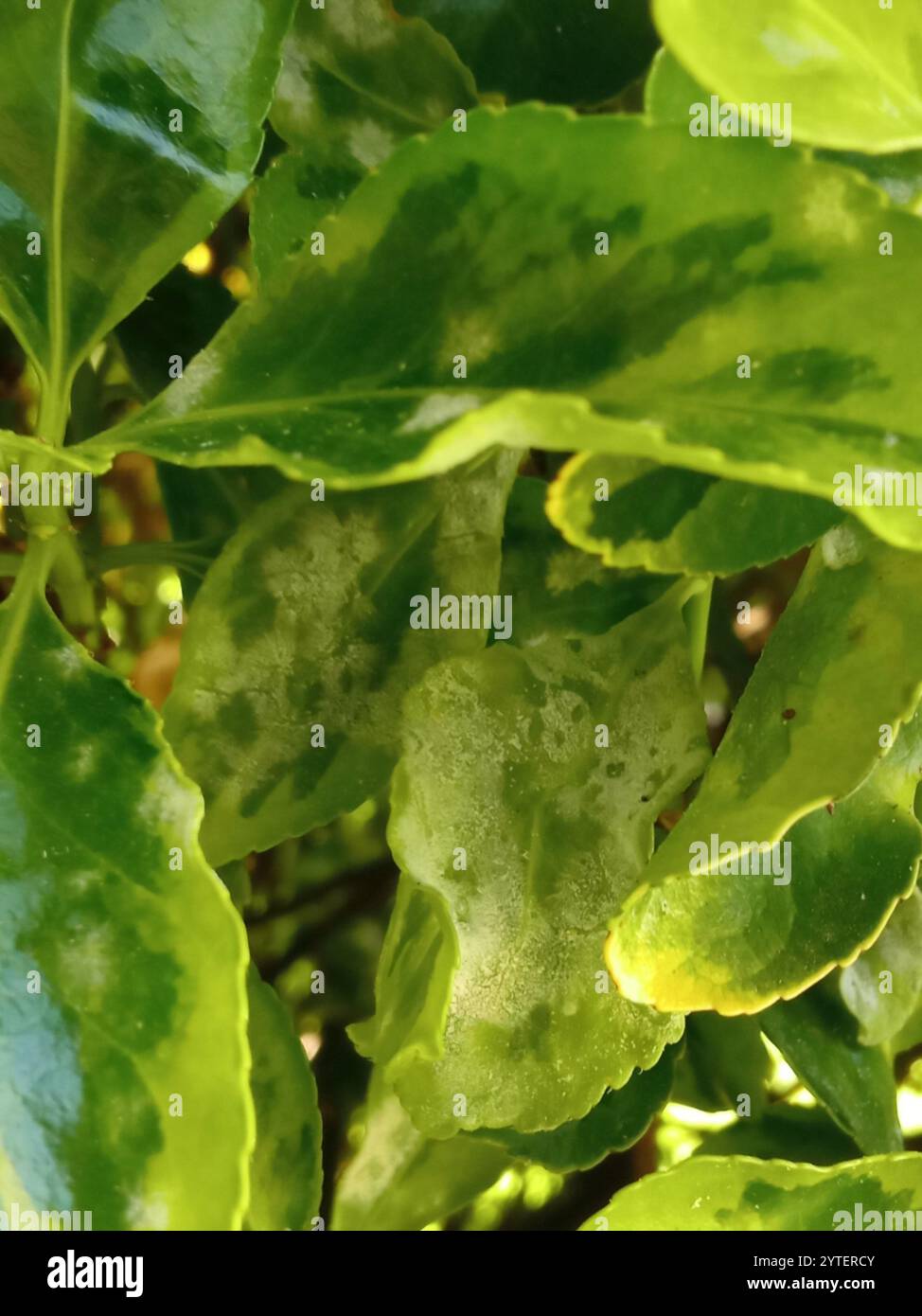 Erysiphe euonymicola hi-res stock photography and images - Alamy