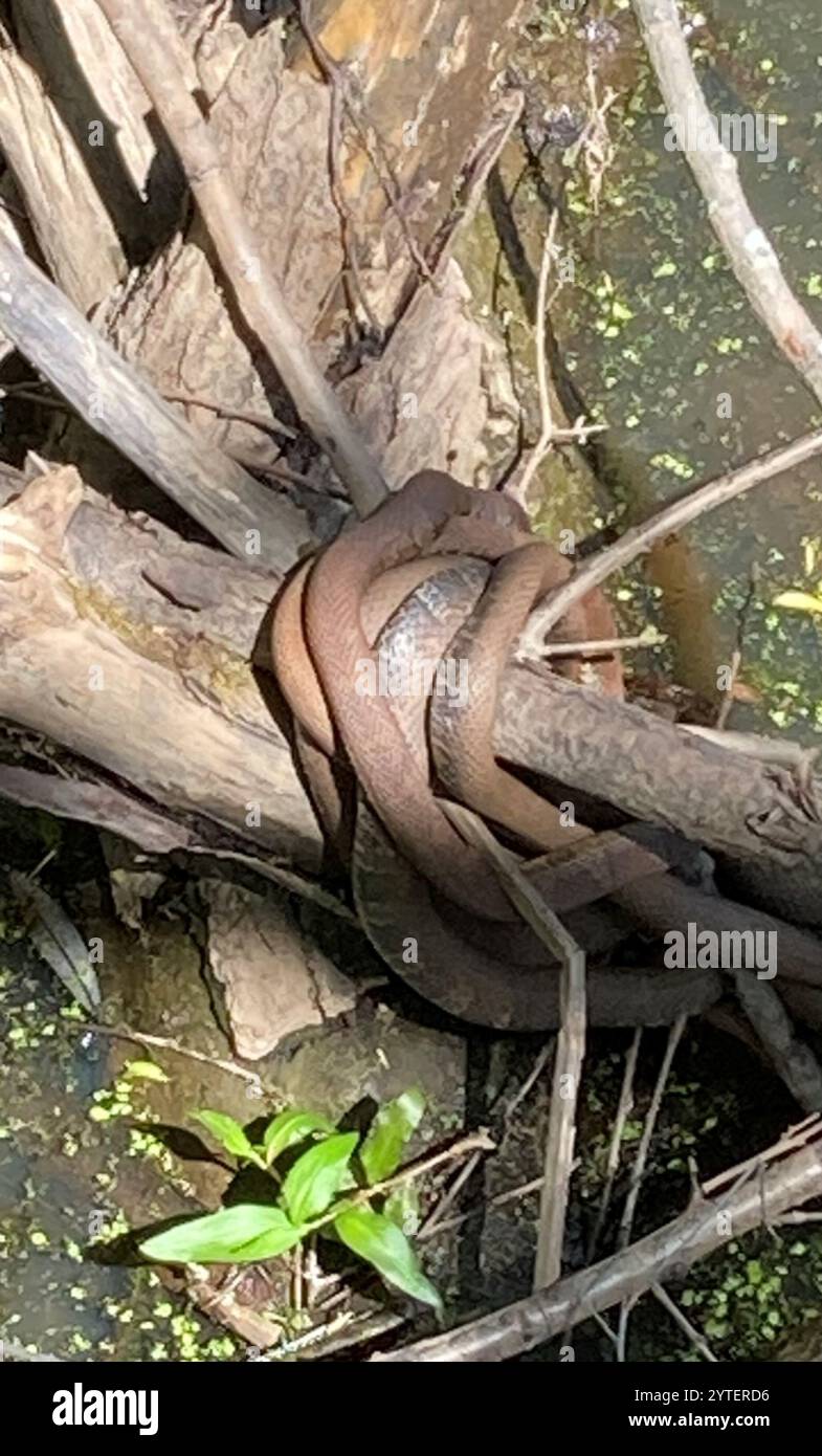 Northern Watersnake (Nerodia sipedon sipedon Stock Photo - Alamy