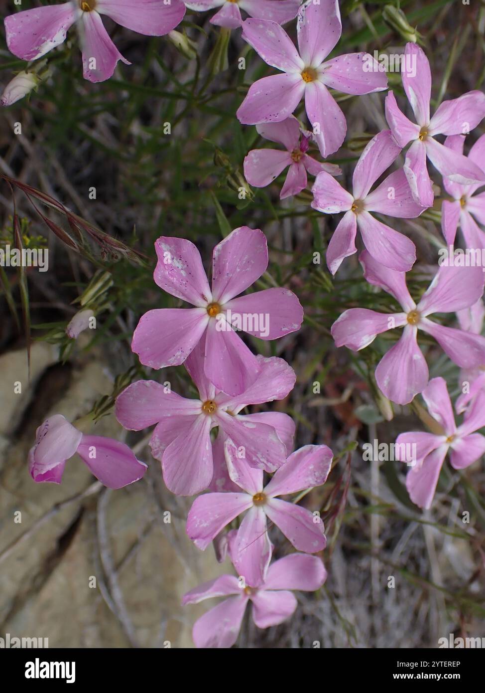 Phlox longifolia hi-res stock photography and images - Alamy