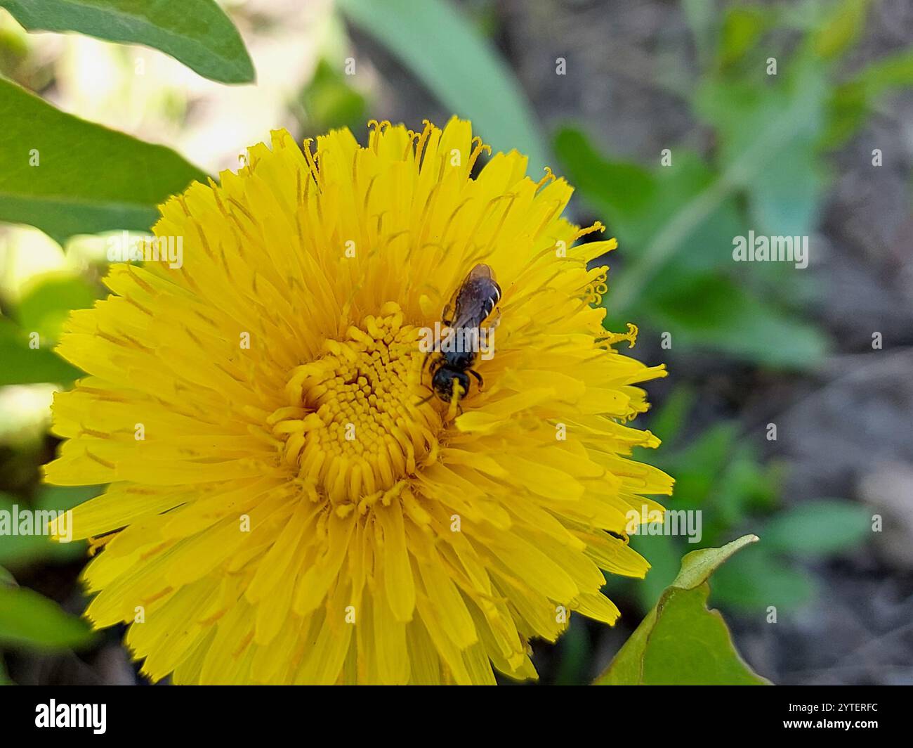 Box-headed Furrow Bee (Halictus maculatus Stock Photo - Alamy