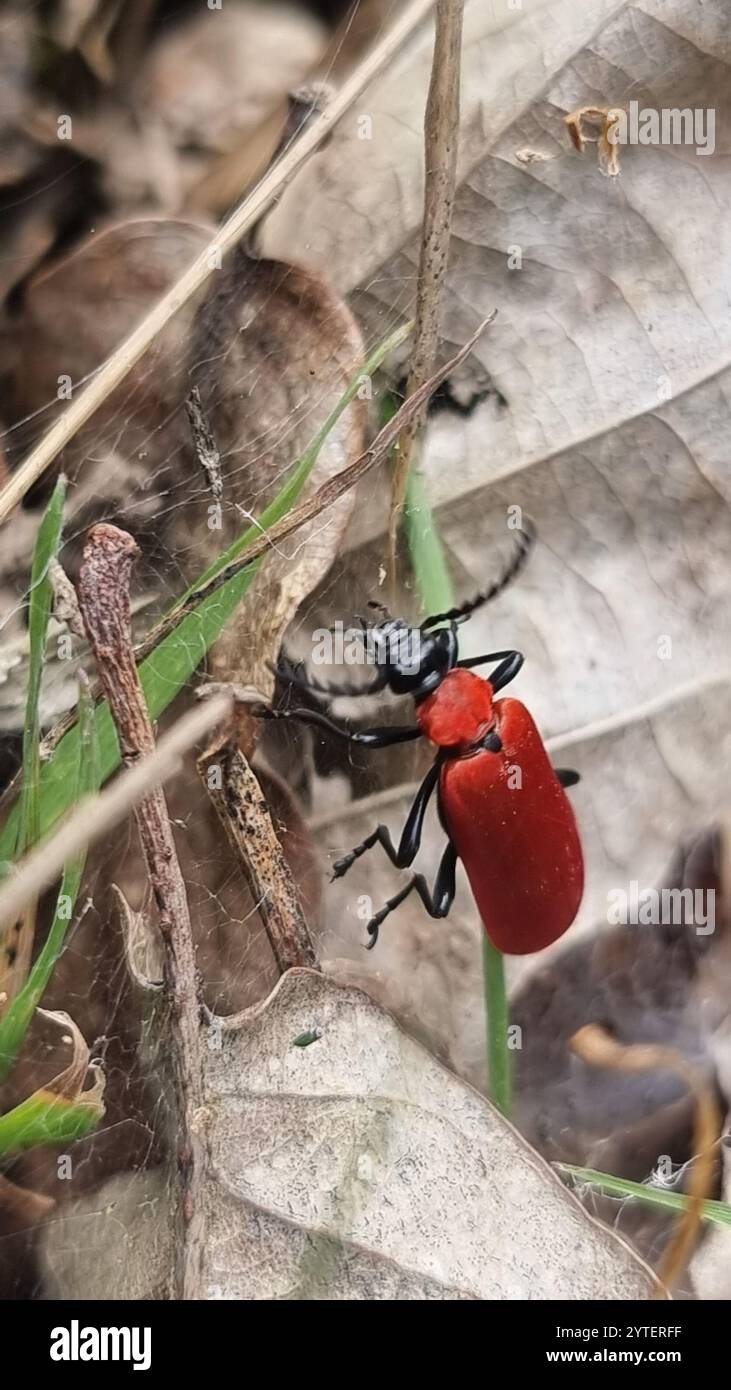 Black-headed Cardinal Beetle (Pyrochroa coccinea Stock Photo - Alamy