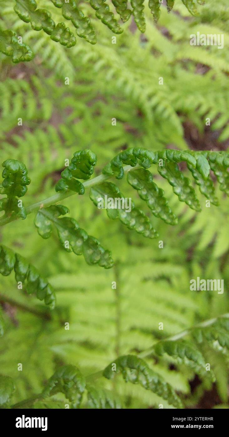 broad buckler-fern (Dryopteris dilatata Stock Photo - Alamy