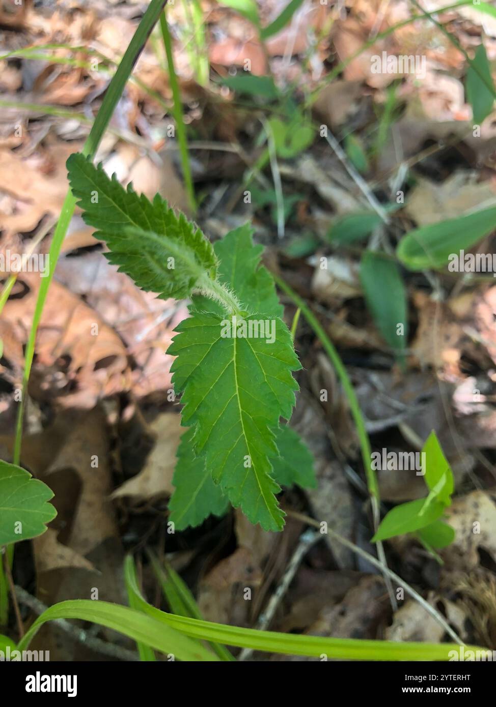 Nettleleaf Noseburn (Tragia urticifolia Stock Photo - Alamy