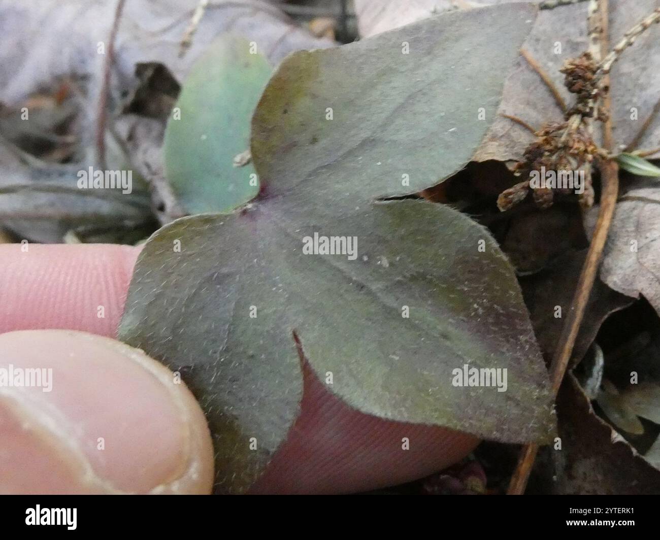 sharp-lobed hepatica (Hepatica acutiloba Stock Photo - Alamy