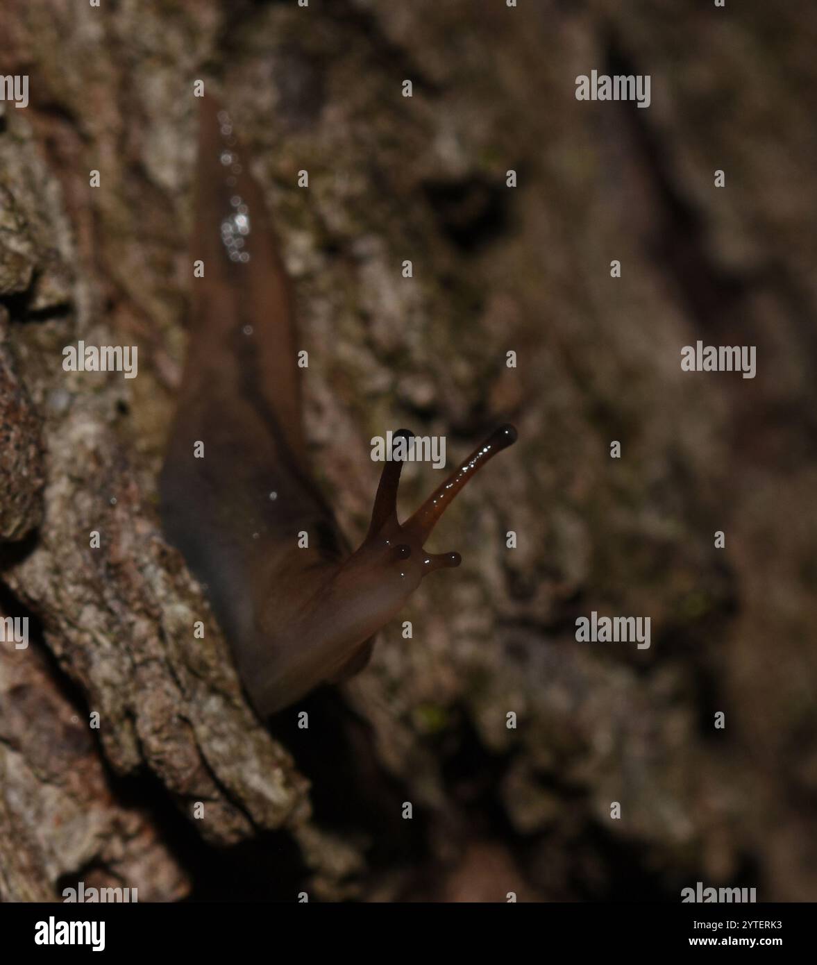 Striped Greenhouse Slug (Ambigolimax valentianus Stock Photo - Alamy