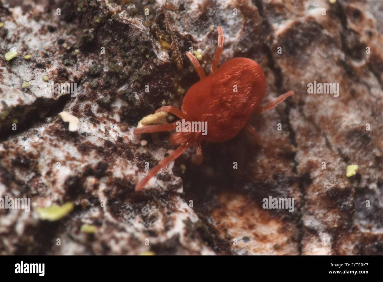Sumo Mites (Allothrombium Stock Photo - Alamy