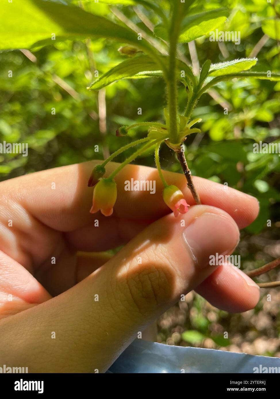minniebush (Rhododendron pilosum Stock Photo - Alamy