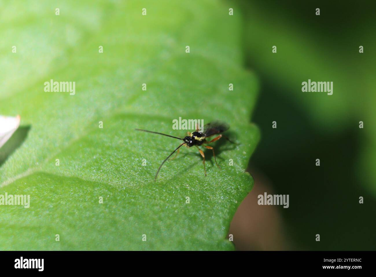 Common Hover Fly Parasitoid Wasp (Diplazon laetatorius Stock Photo - Alamy