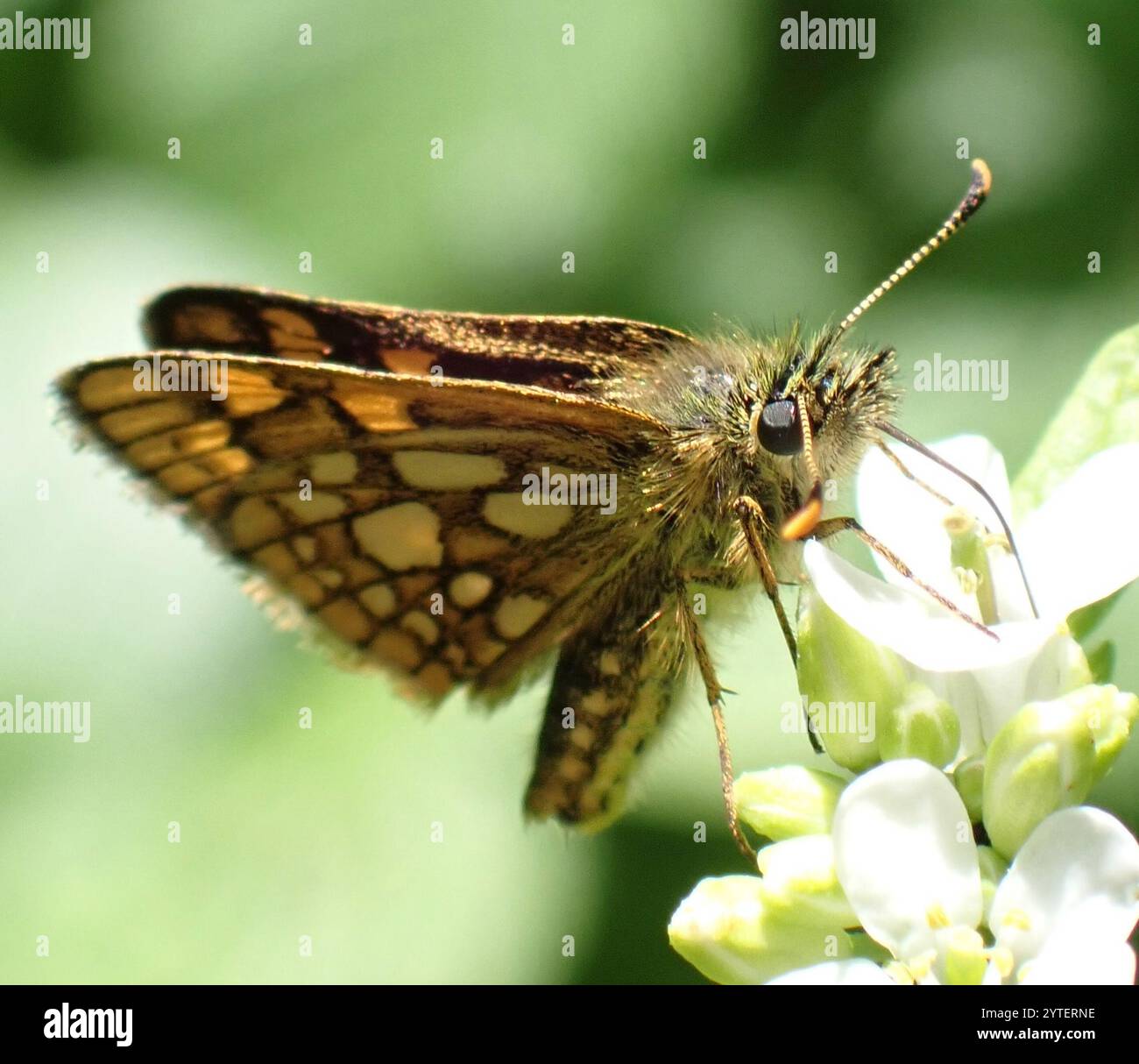 Chequered Skipper (Carterocephalus palaemon Stock Photo - Alamy