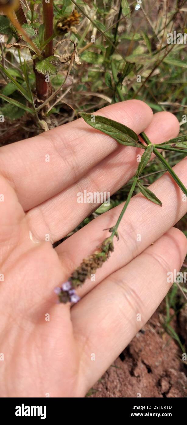 Rough verbena hi-res stock photography and images - Alamy