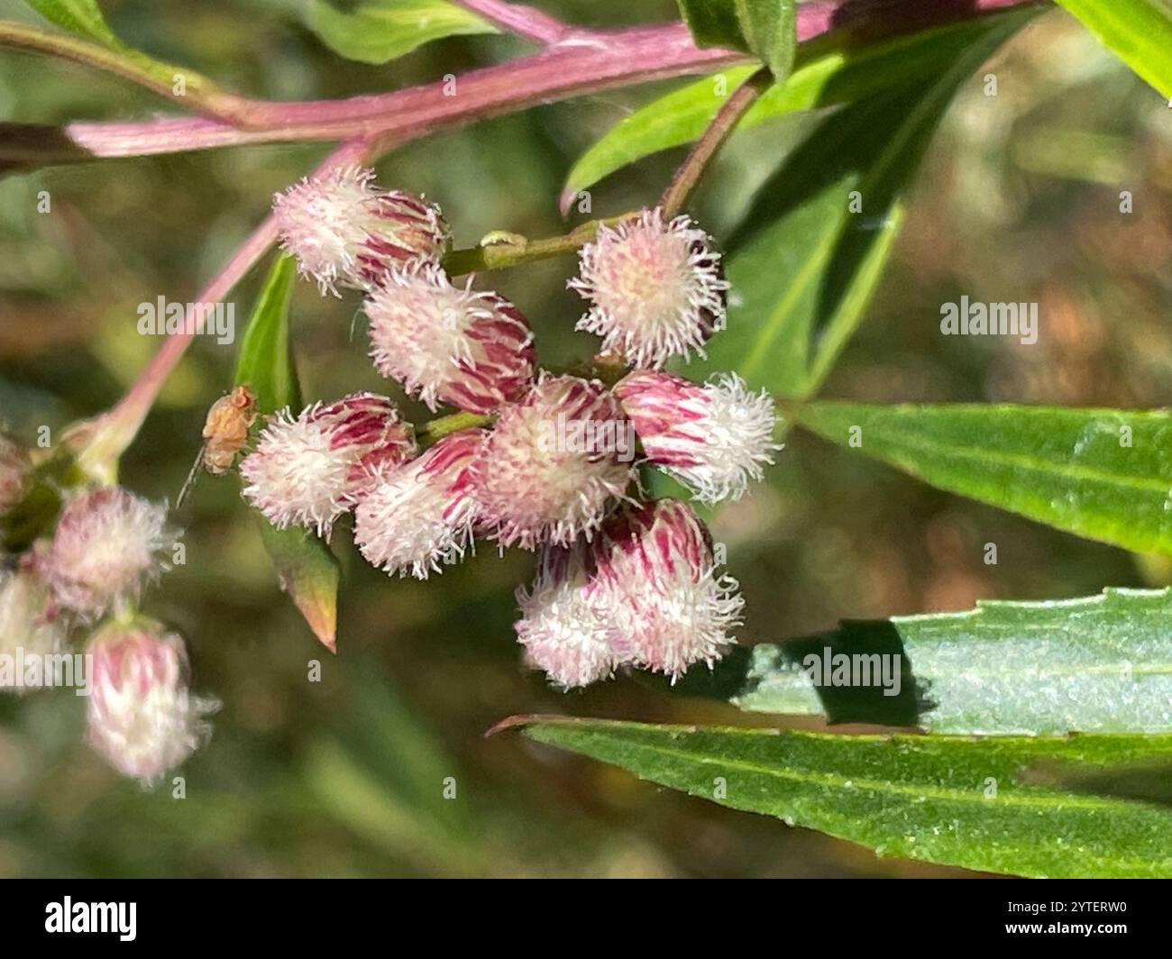 mule fat (Baccharis salicifolia Stock Photo - Alamy