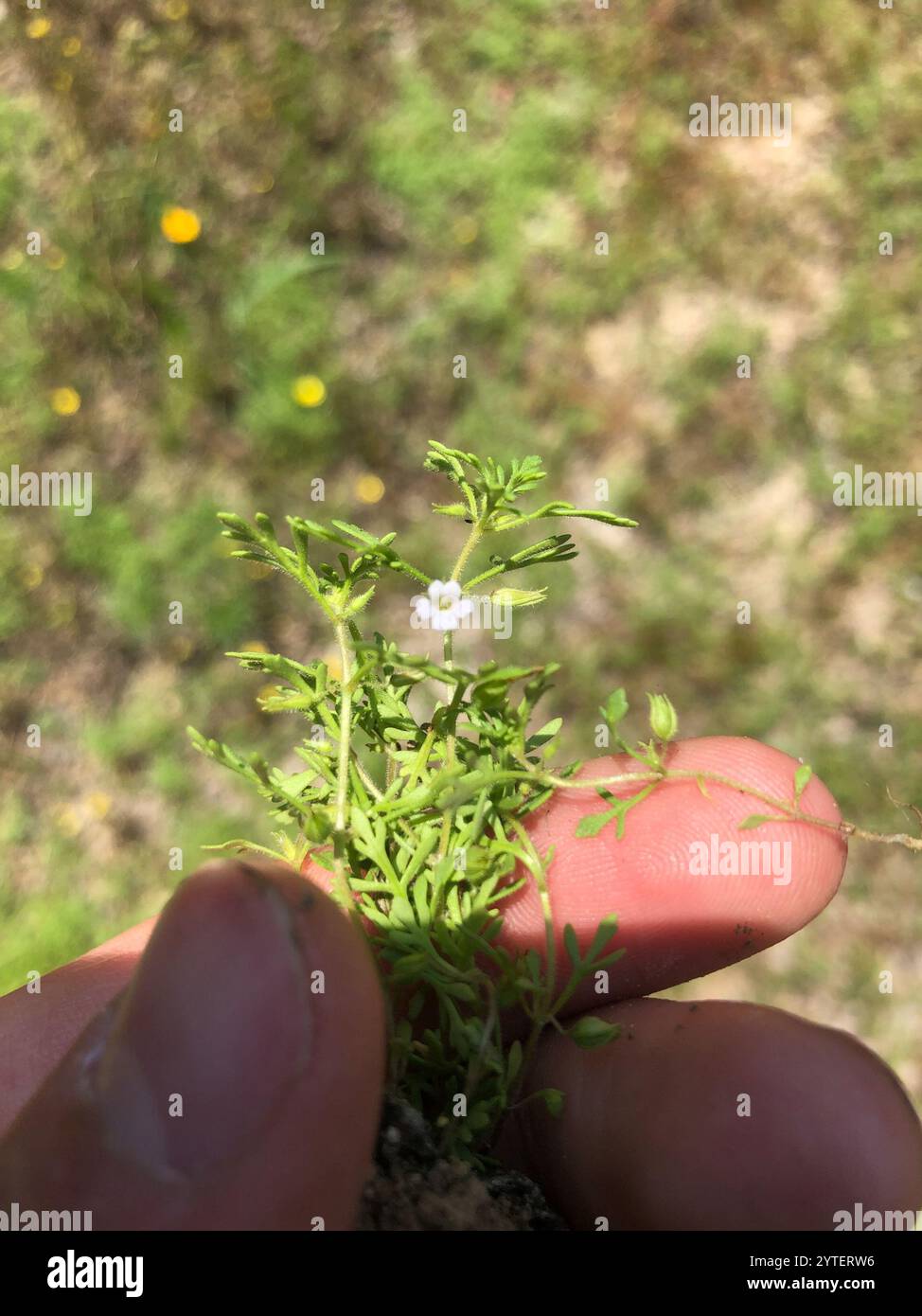 Obi-Wan conobea (Leucospora multifida Stock Photo - Alamy