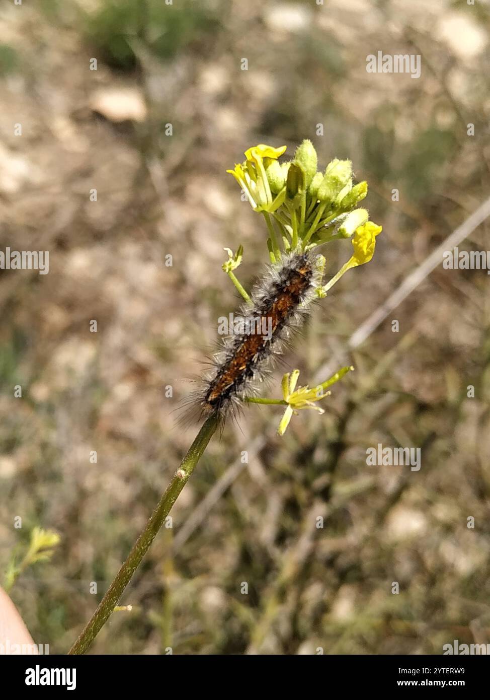 Underwing, Tiger, Tussock, and Allied Moths (Erebidae Stock Photo - Alamy