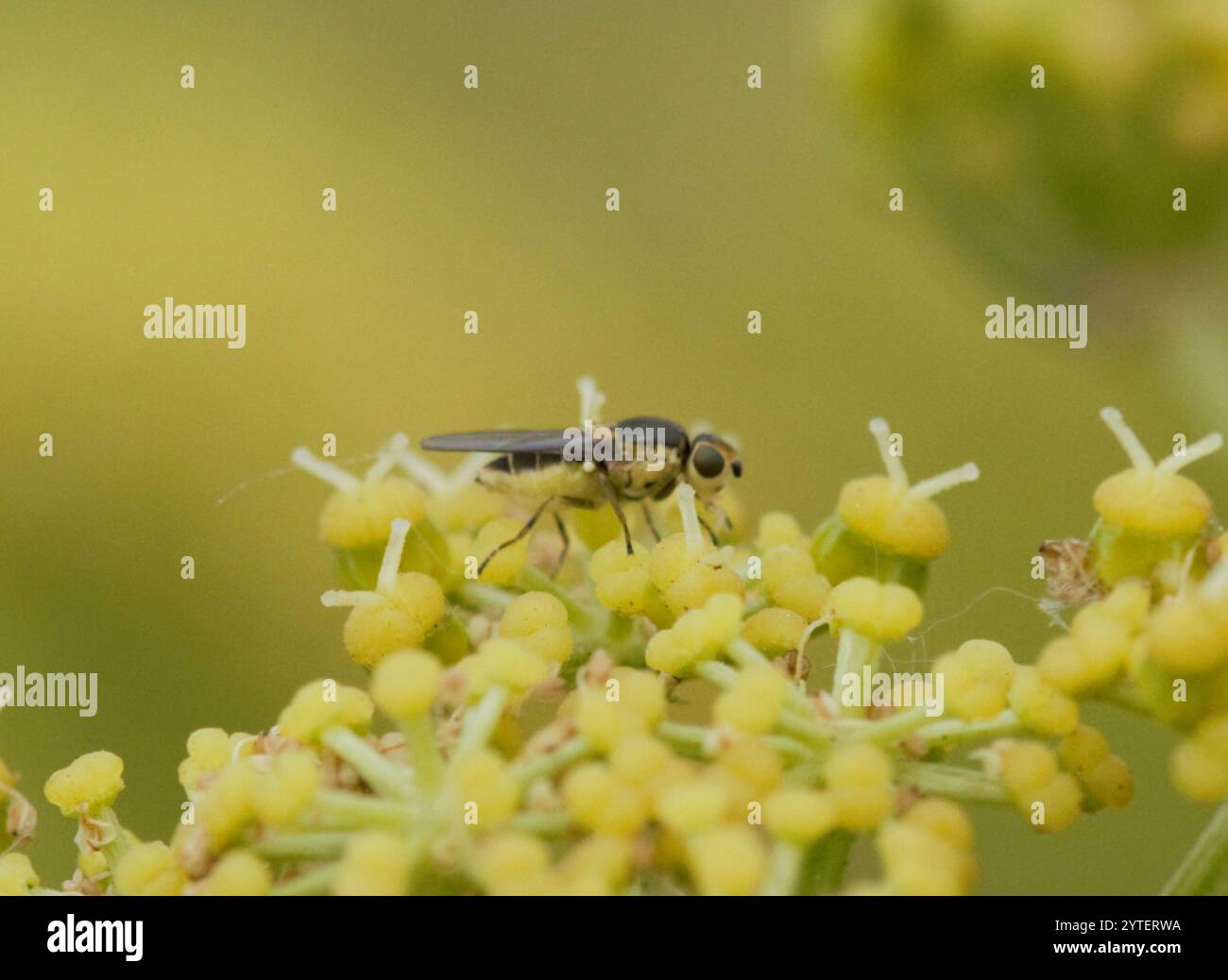 Frit Flies (Chloropidae Stock Photo - Alamy