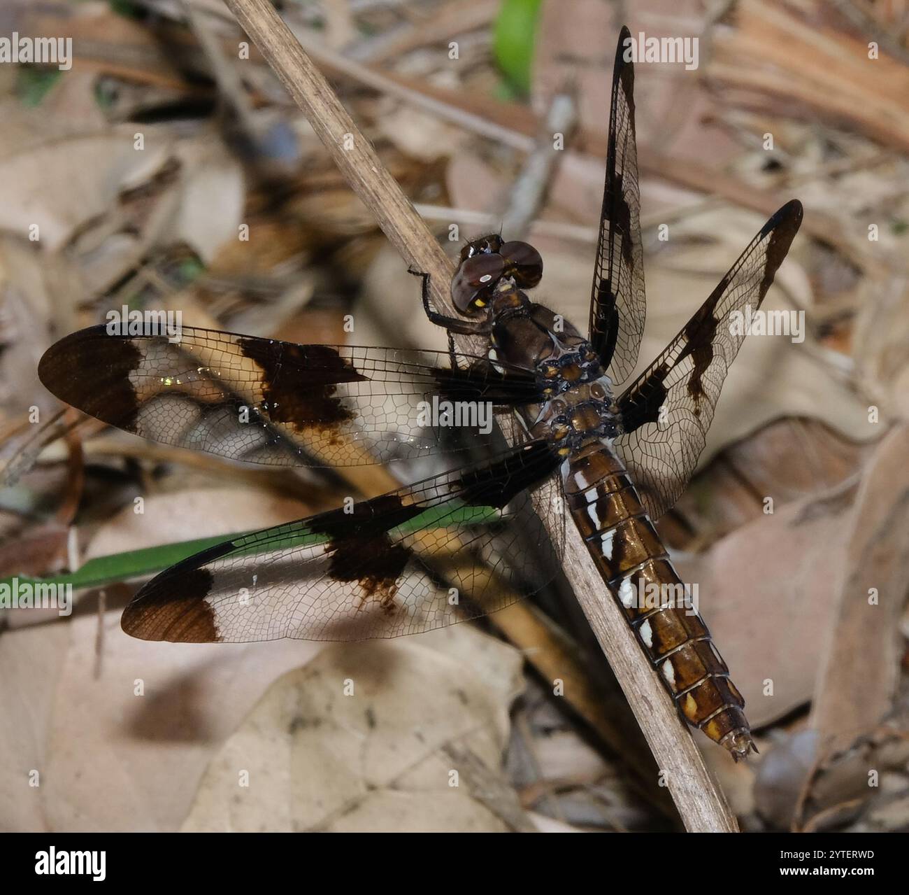 Common Whitetail (Plathemis lydia Stock Photo - Alamy