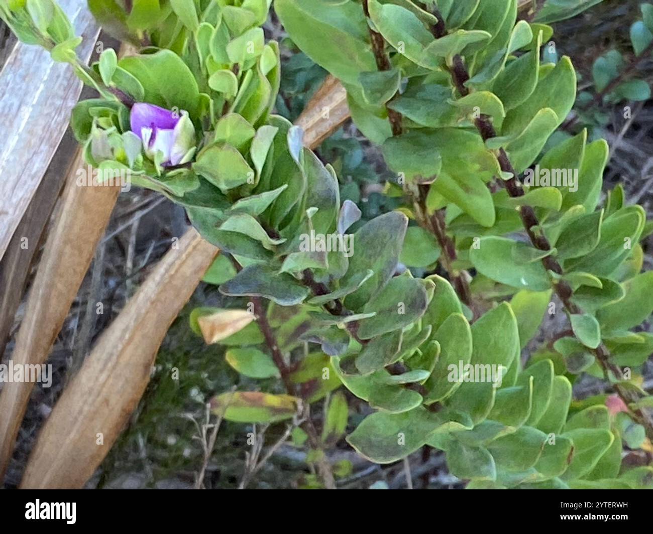 Septemberbush (Polygala myrtifolia myrtifolia Stock Photo - Alamy