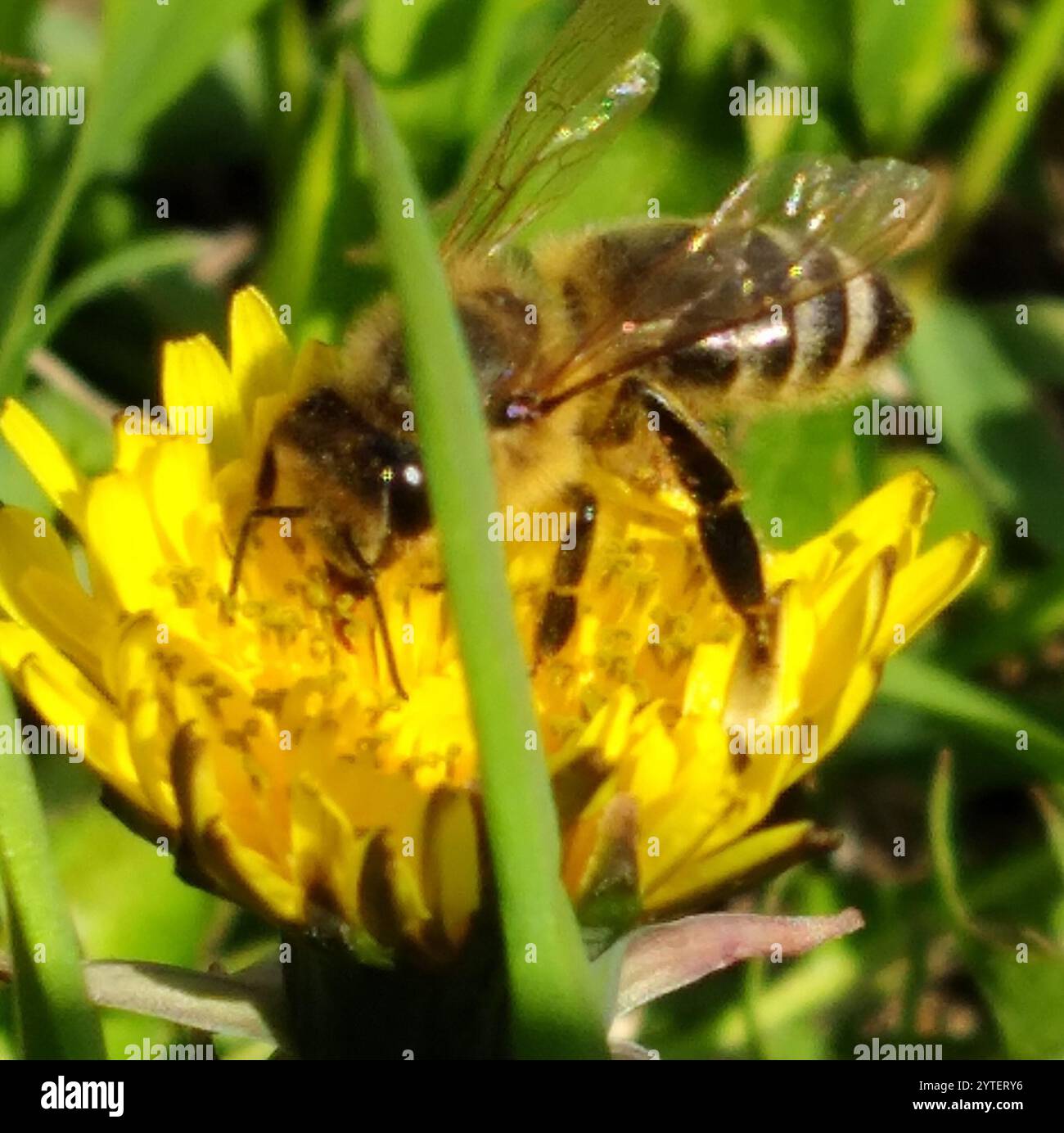 Western Honey Bee (Apis mellifera Stock Photo - Alamy