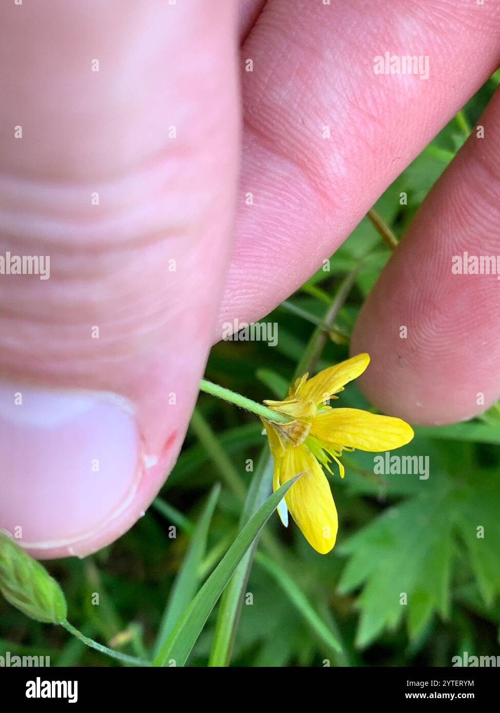 Western Buttercup (Ranunculus occidentalis Stock Photo - Alamy