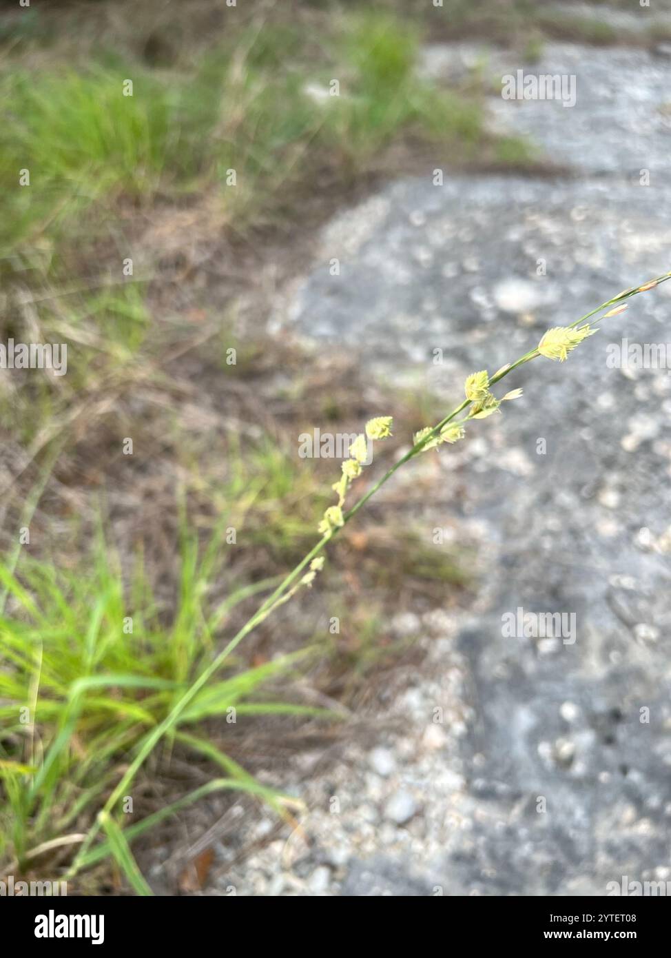 Eragrostis superba hi-res stock photography and images - Alamy