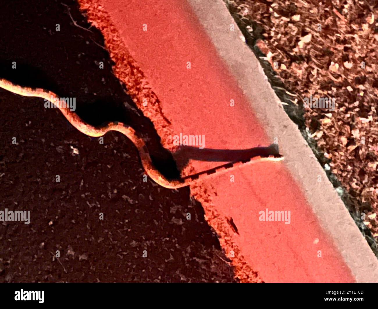 Long-nosed Snake (Rhinocheilus lecontei Stock Photo - Alamy