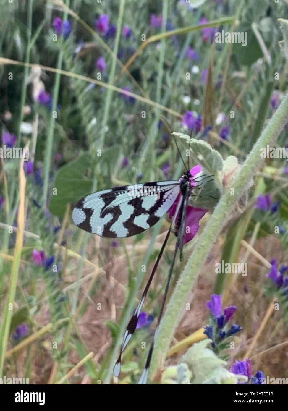 Spoonwing hi-res stock photography and images - Alamy
