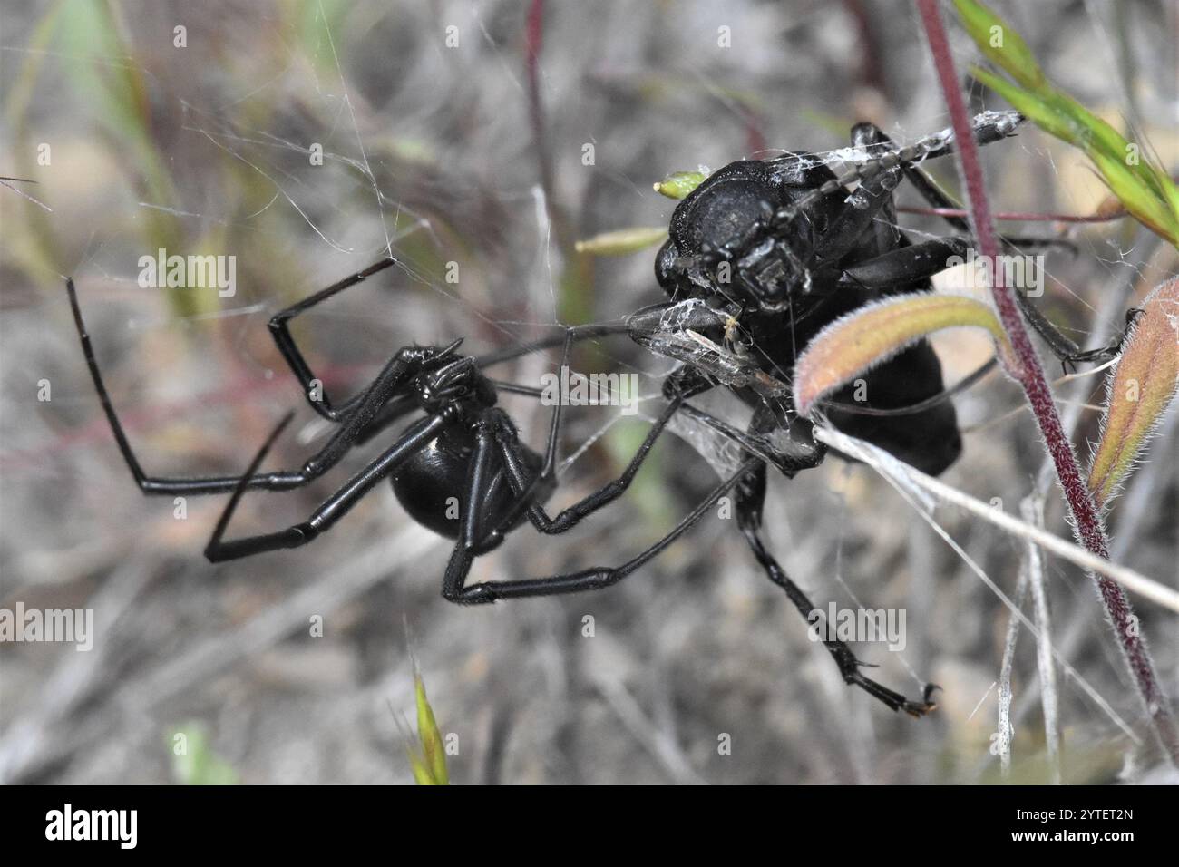 Western Black Widow (Latrodectus hesperus Stock Photo - Alamy