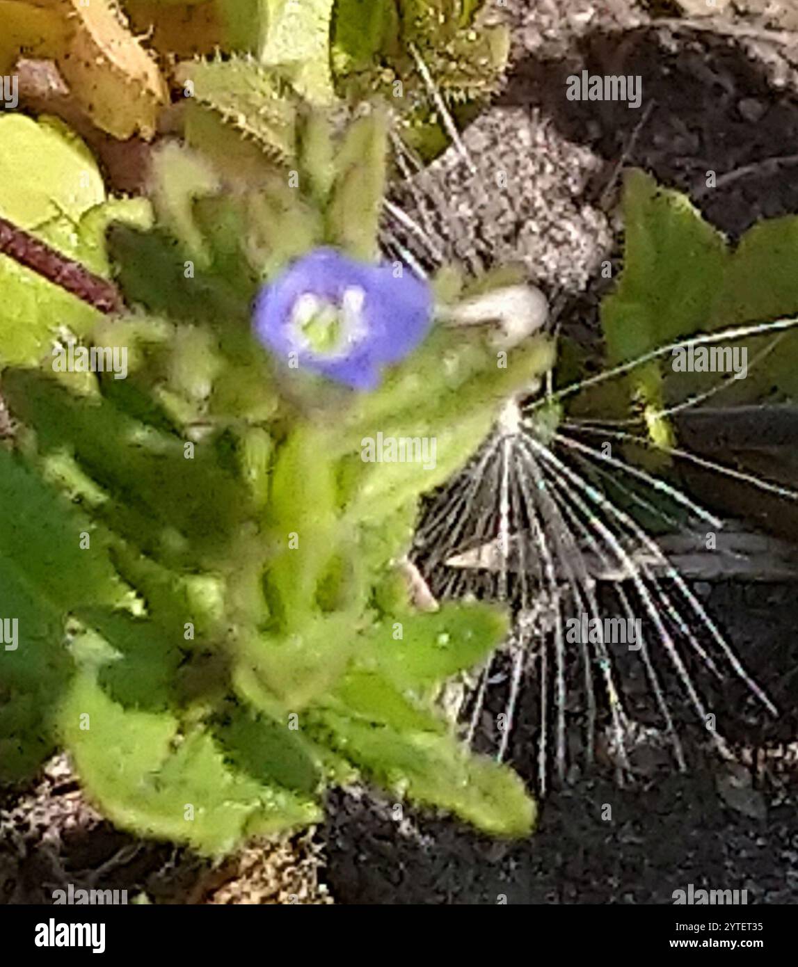 corn speedwell (Veronica arvensis Stock Photo - Alamy