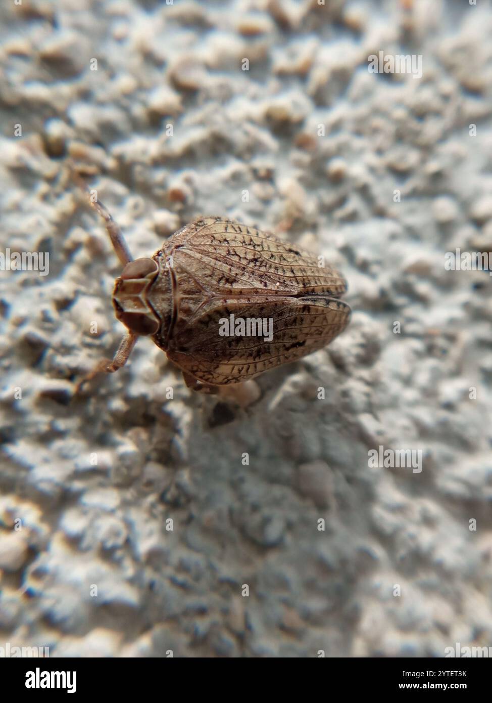 Issus coleoptratus hi-res stock photography and images - Alamy