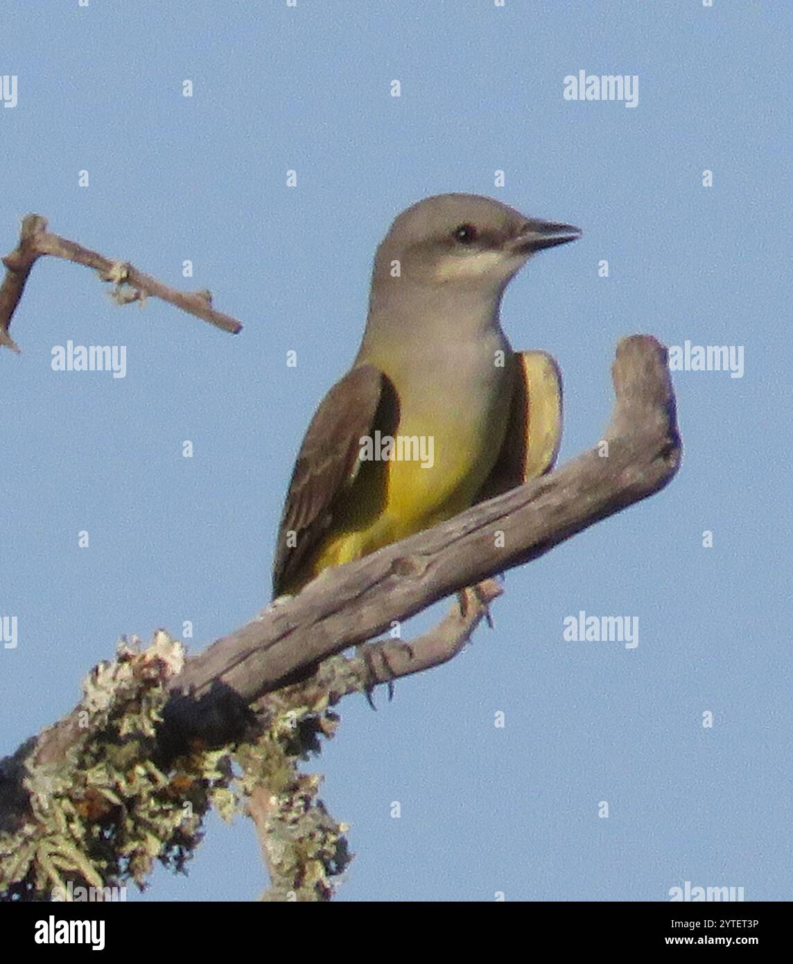 Western Kingbird (Tyrannus verticalis Stock Photo - Alamy