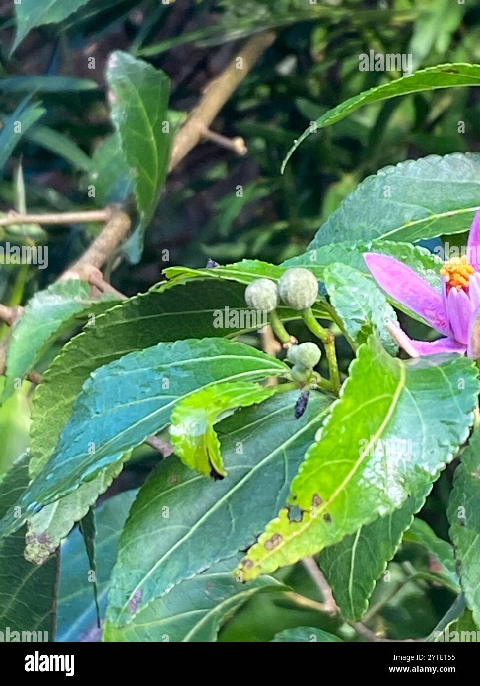 Crossberry (Grewia occidentalis Stock Photo - Alamy