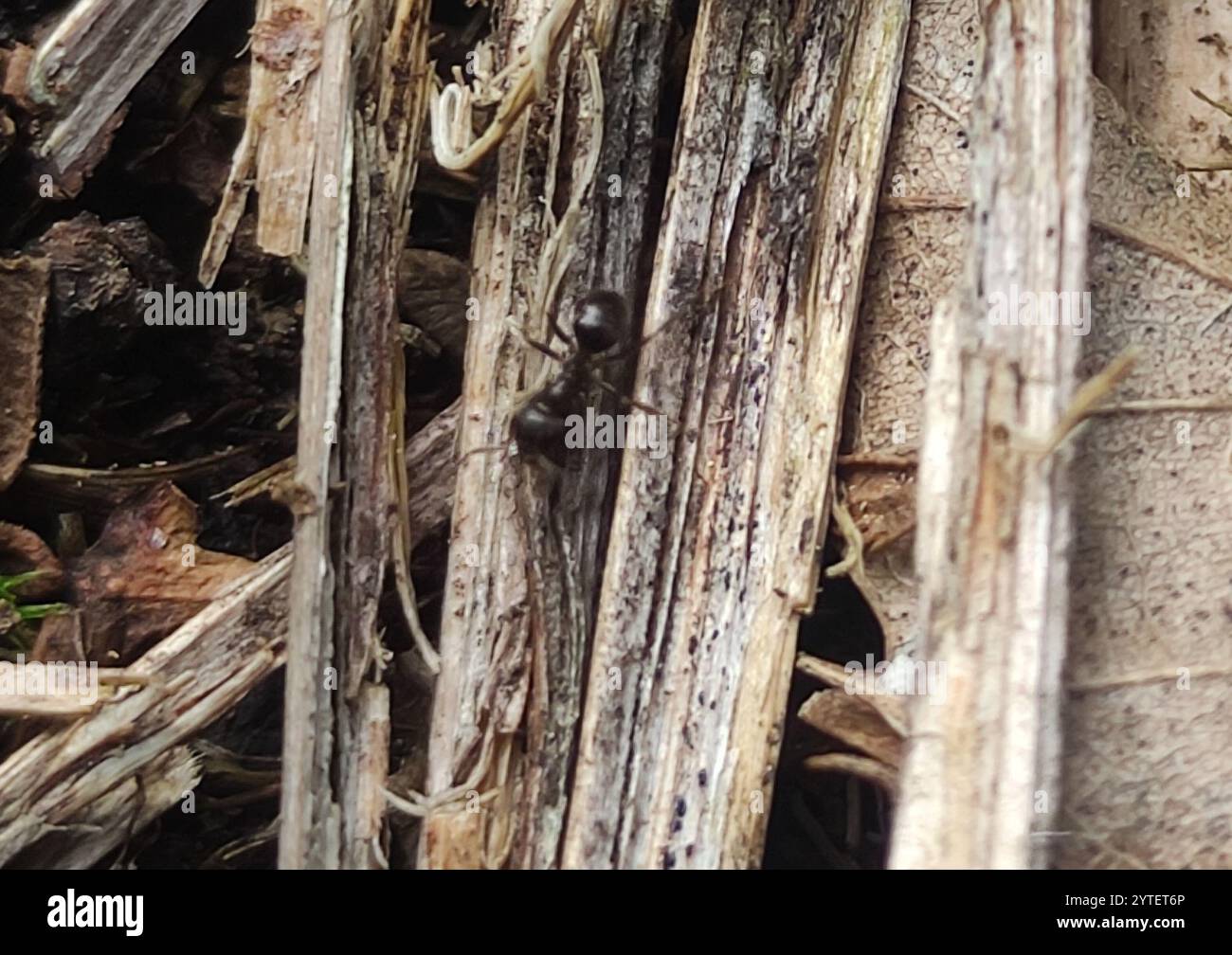 Citronella Ants, Fuzzy Ants, and Allies (Lasius Stock Photo - Alamy