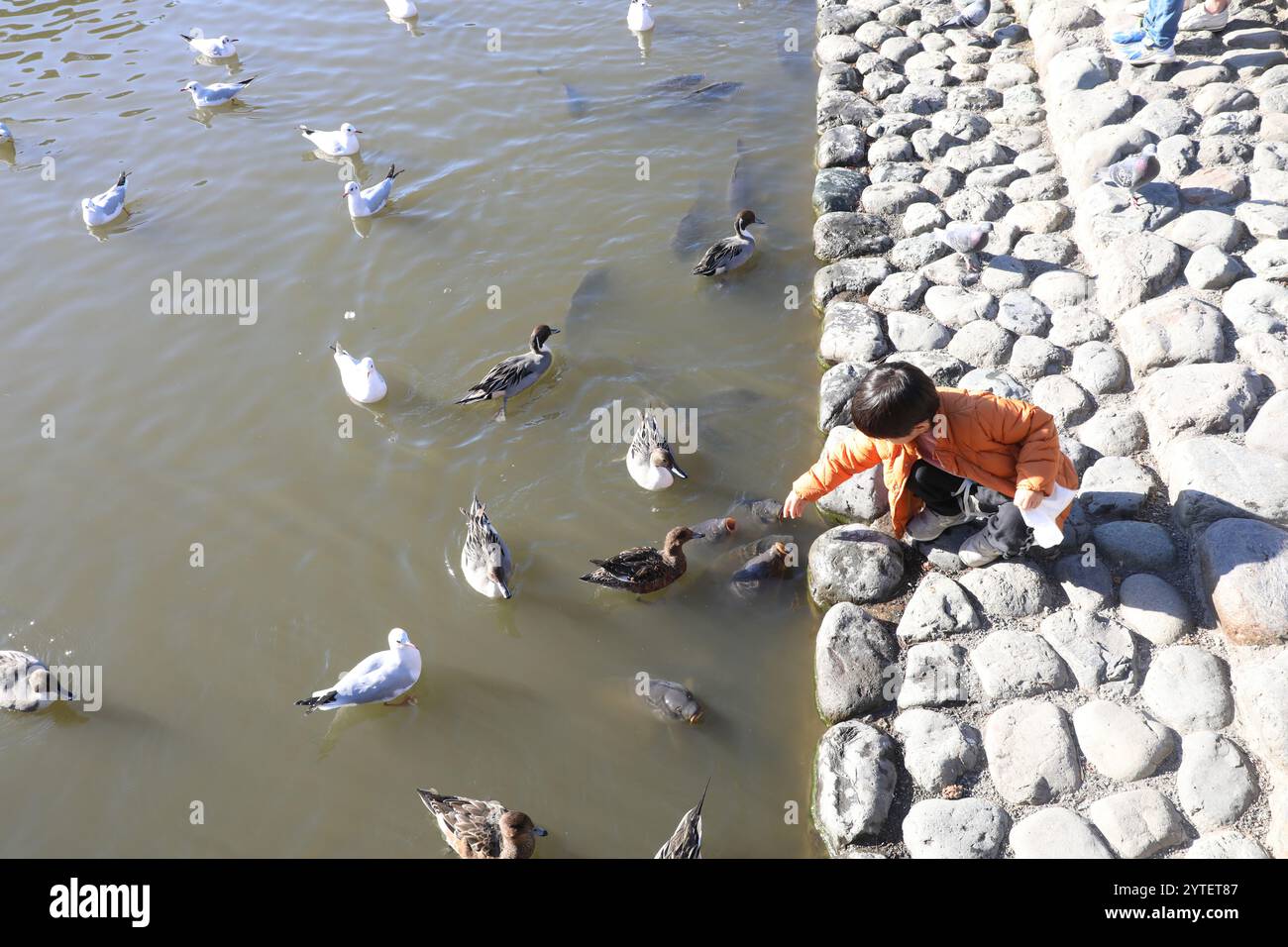 Feeding the carp fish at Genji Pond at Tsurugaoka Hachimangu, the most ...