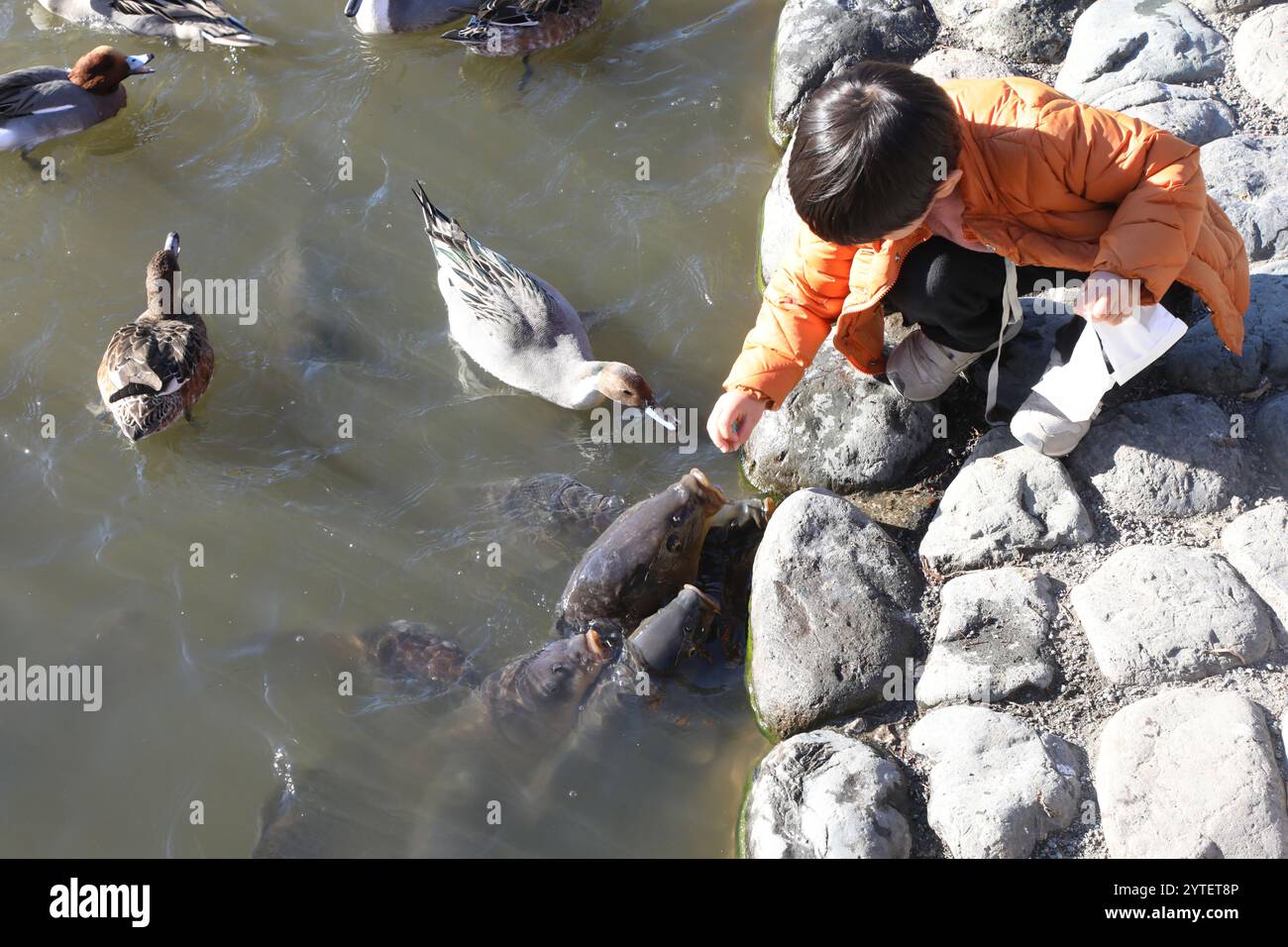 Feeding the carp fish at Genji Pond at Tsurugaoka Hachimangu, the most ...