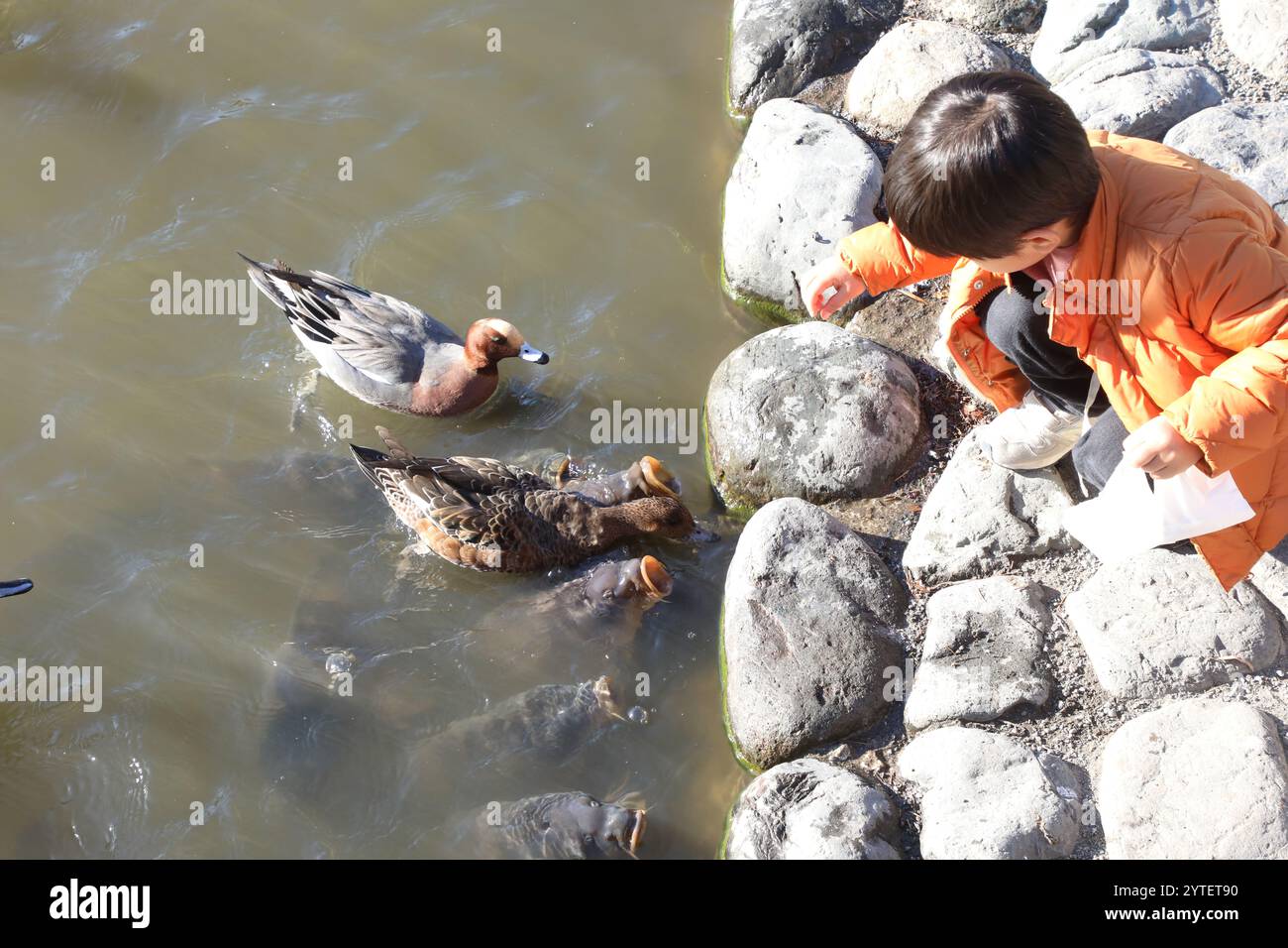 Feeding the carp fish at Genji Pond at Tsurugaoka Hachimangu, the most ...