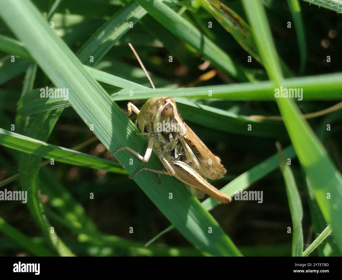Euchorthippus declivus hi-res stock photography and images - Alamy