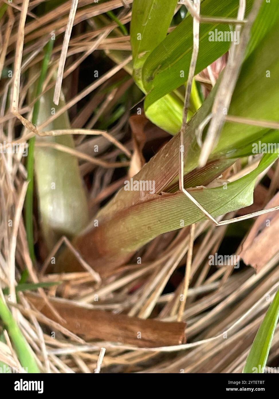 Panicled Bulrush (Scirpus microcarpus Stock Photo - Alamy