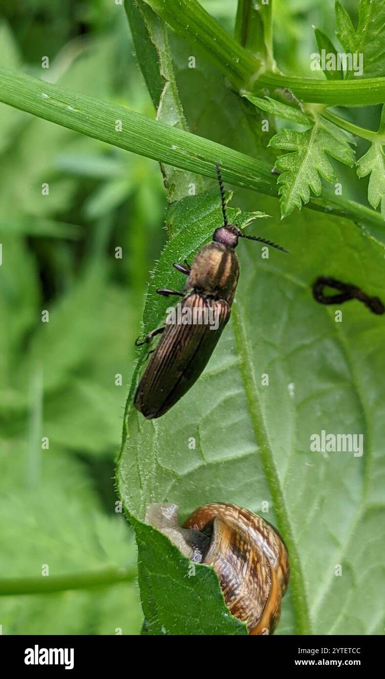 copper click beetle (Ctenicera cuprea Stock Photo - Alamy