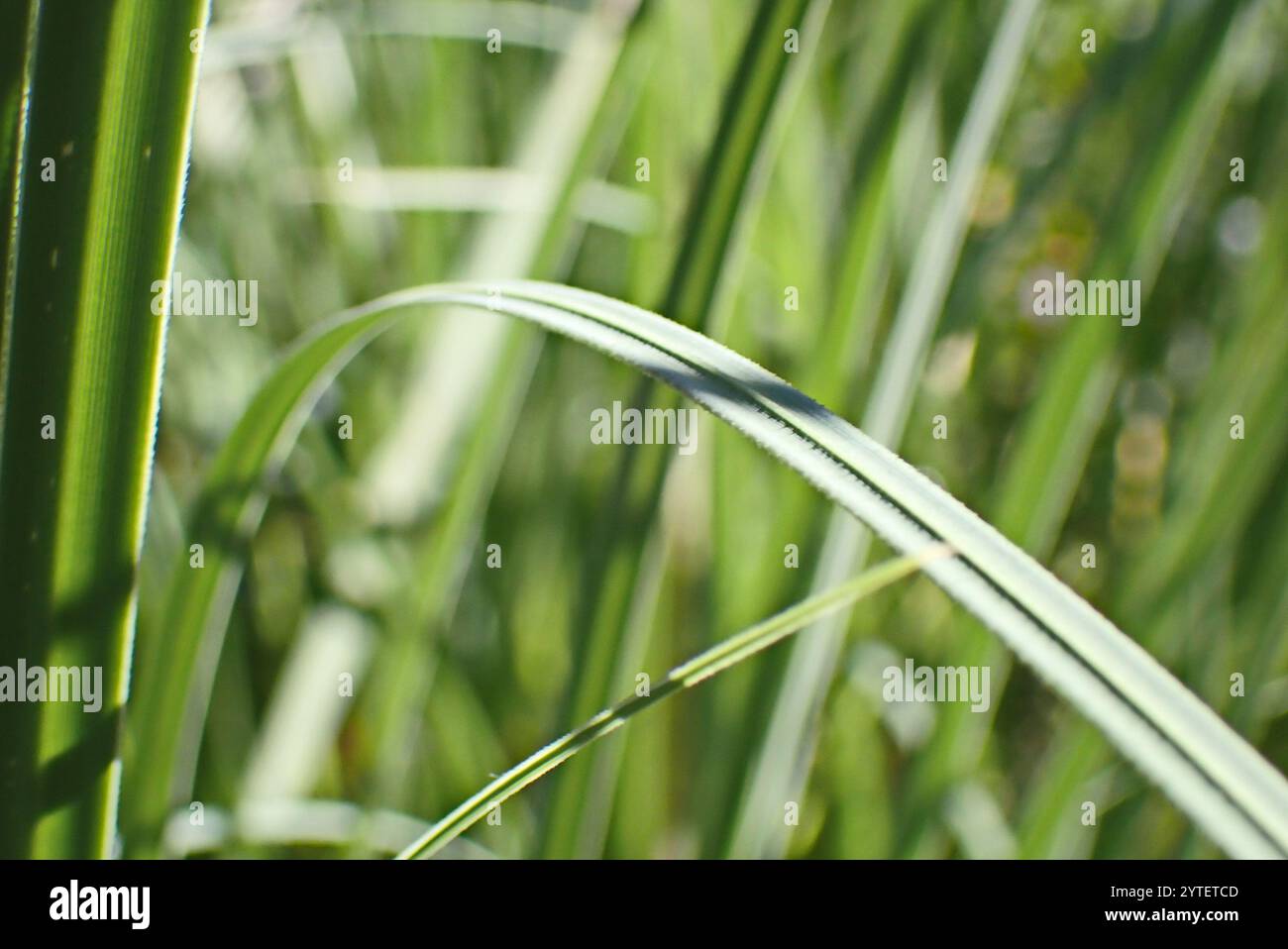 Swamp Sawgrass (Cladium mariscus Stock Photo - Alamy