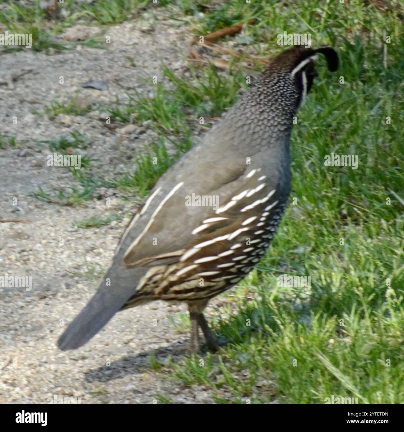 California Quail (Callipepla californica Stock Photo - Alamy