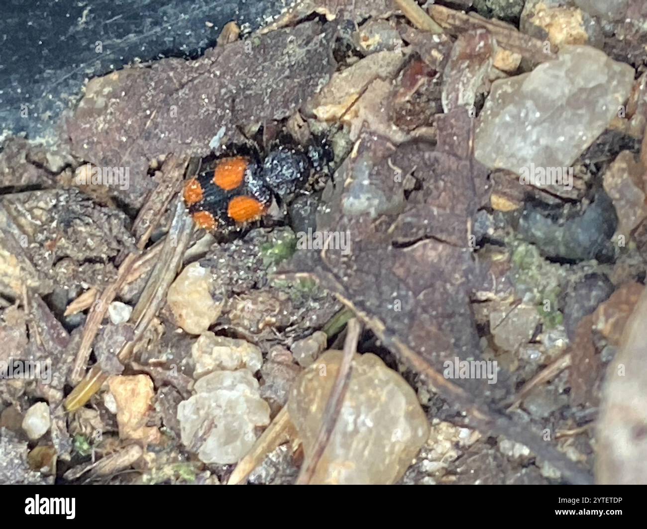 Two-spotted Holy Ground Beetle (Panagaeus bipustulatus Stock Photo - Alamy