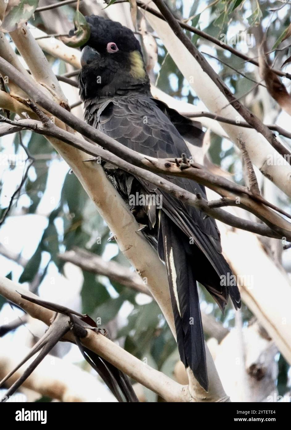 Yellow-tailed Black Cockatoo (Zanda funerea Stock Photo - Alamy