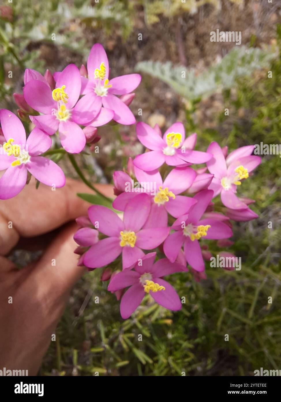 Common centaury (Centaurium erythraea Stock Photo - Alamy